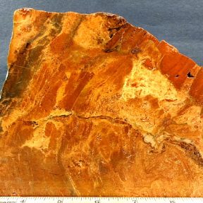 Petrified Wood & Limb Casts For Sale - The Rock Shed