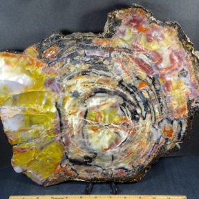 Petrified Wood & Limb Casts For Sale - The Rock Shed