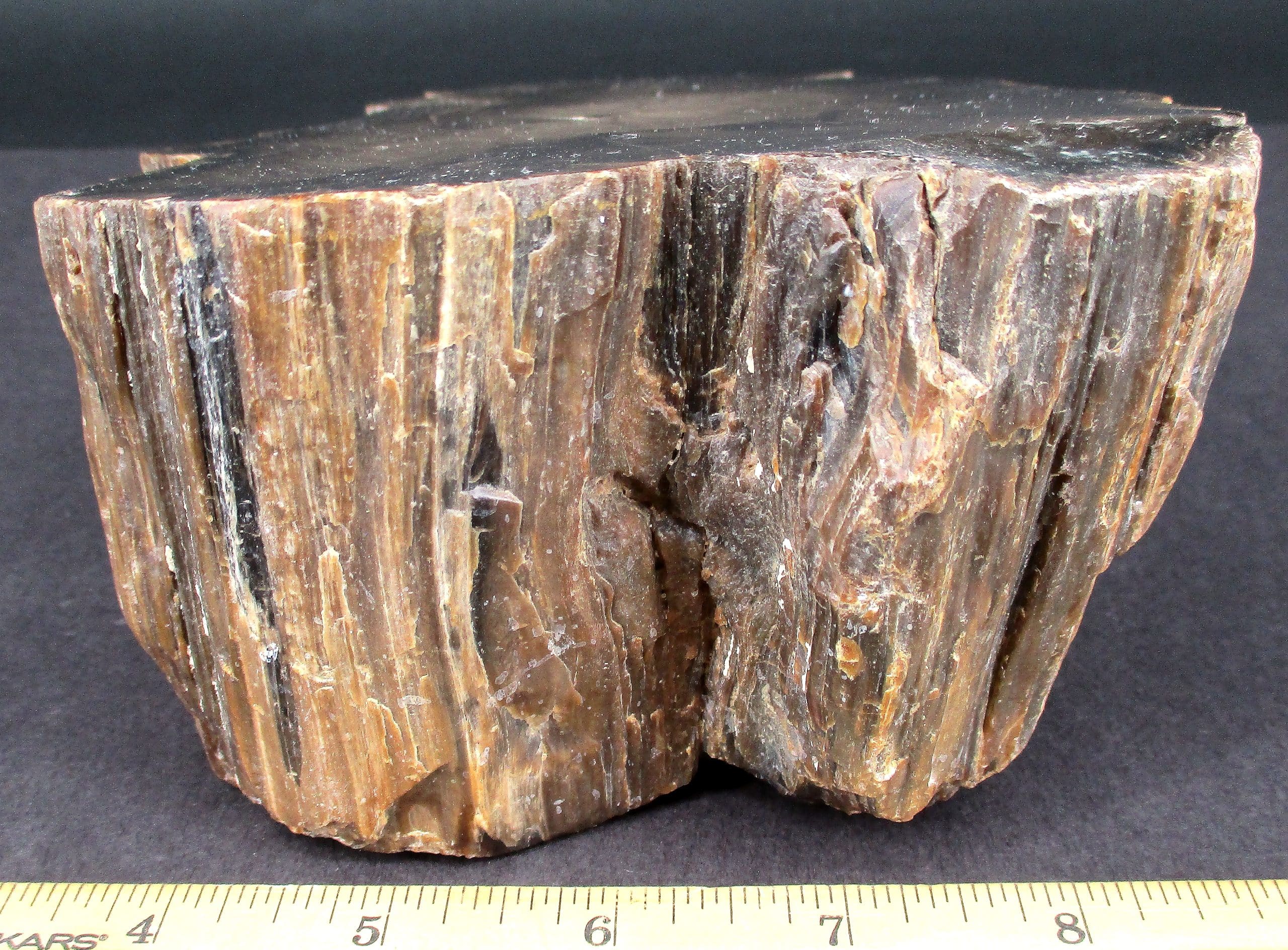 PW101 South Dakota Petrified Wood - The Rock Shed