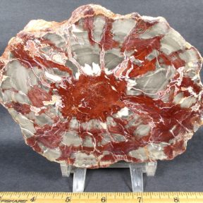 Petrified Wood & Limb Casts For Sale - The Rock Shed