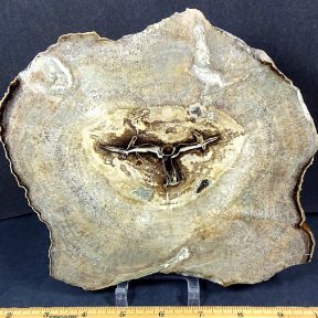 Petrified Wood & Limb Casts For Sale - The Rock Shed