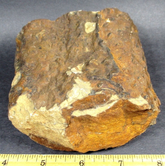 PW107 Petrified Fern - The Rock Shed