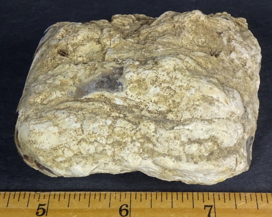 PW304 Petrified Limb Cast - The Rock Shed
