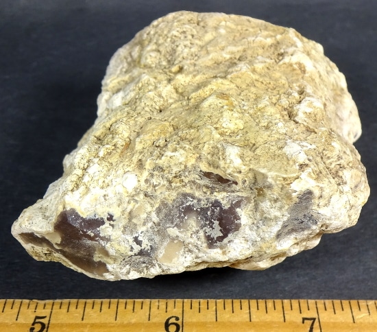 PW304 Petrified Limb Cast - The Rock Shed