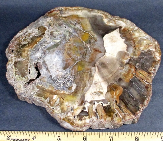 CL101 Damaged Polished Petrified Wood Slab - The Rock Shed