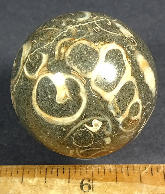 SP400 Turritella - The Rock Shed