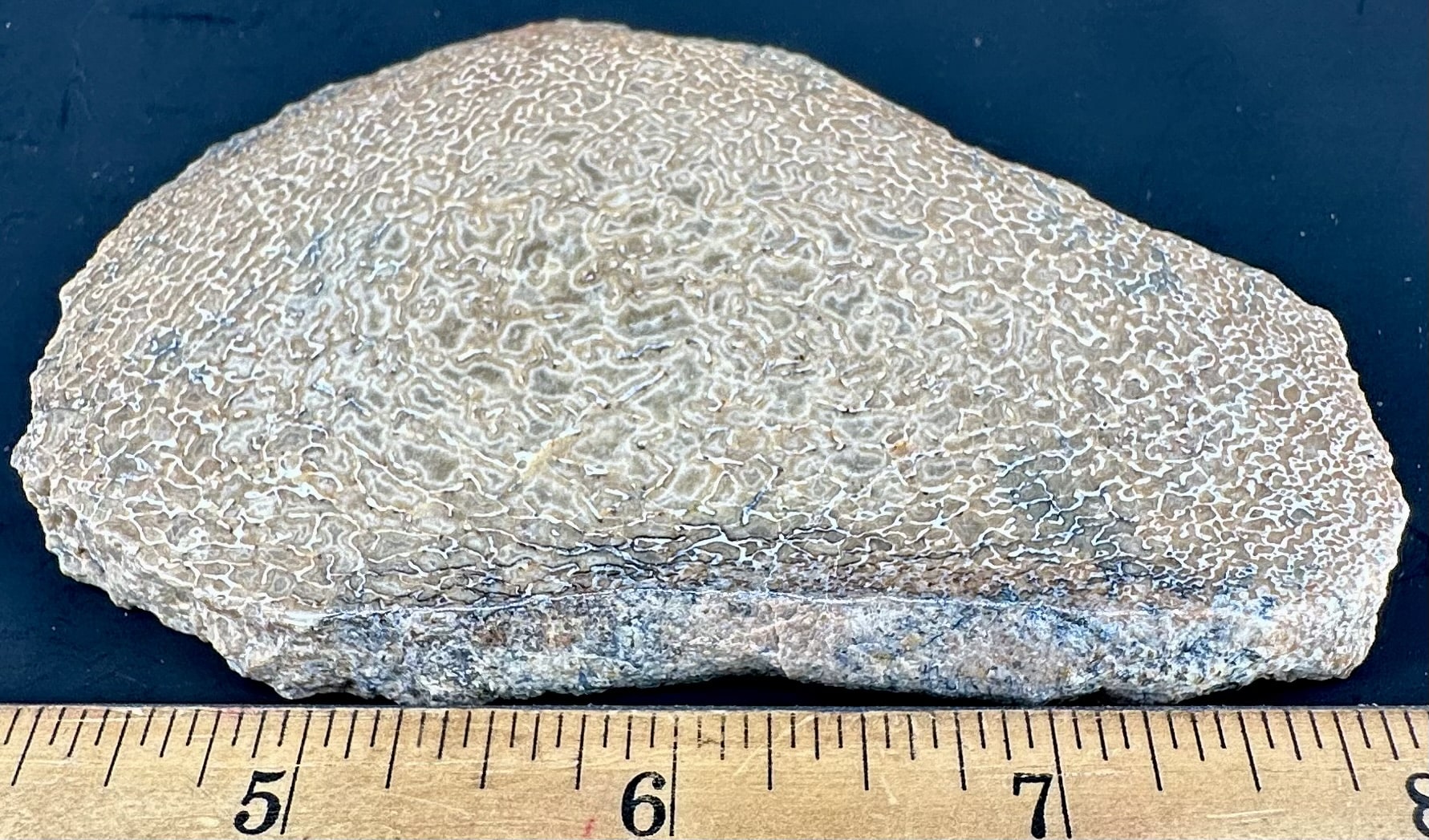 FO603 Dinosaur Bone - The Rock Shed