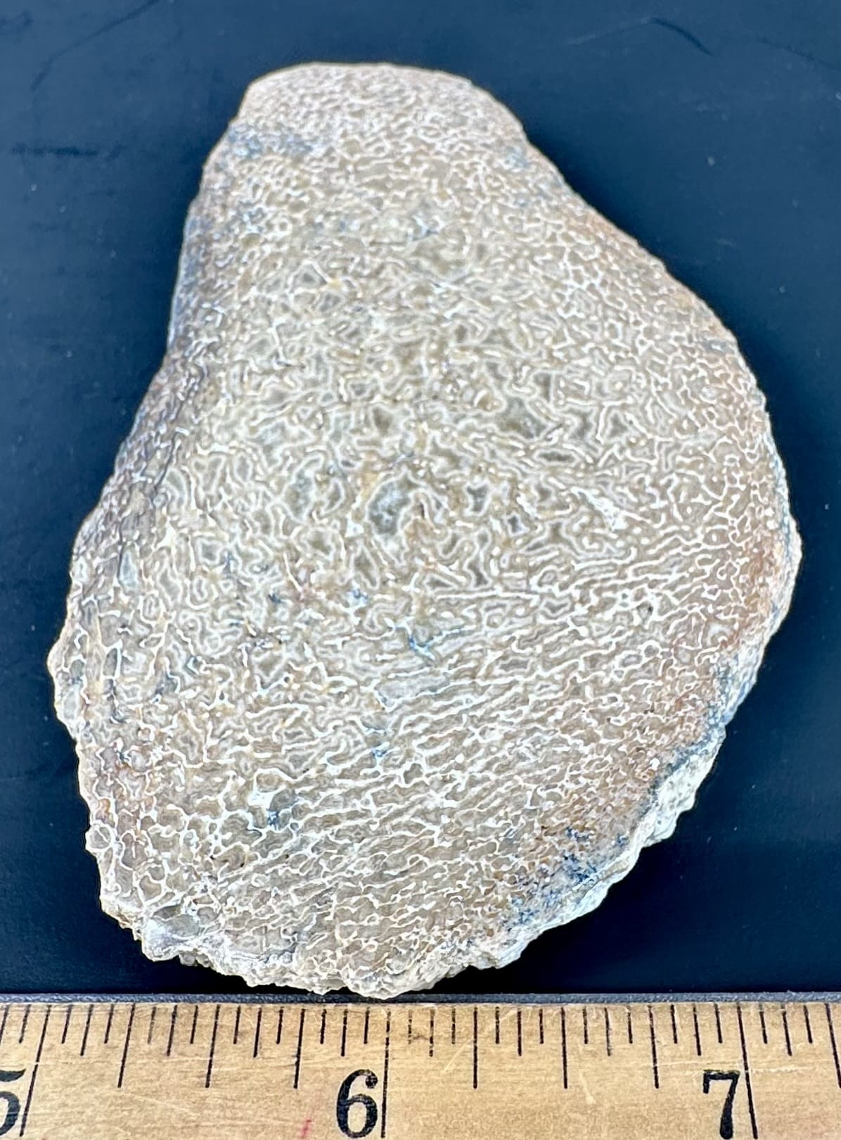 FO603 Dinosaur Bone - The Rock Shed