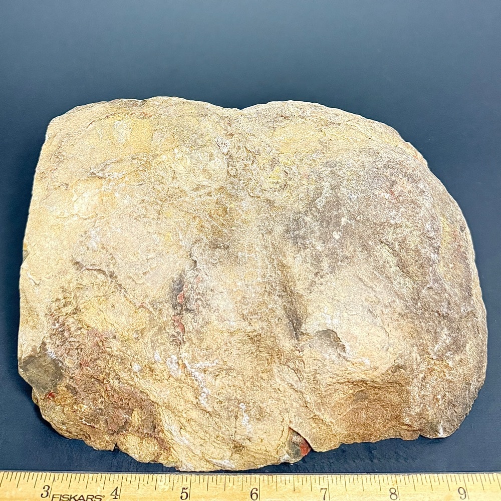 BCR410 Dinosaur Coprolite - The Rock Shed