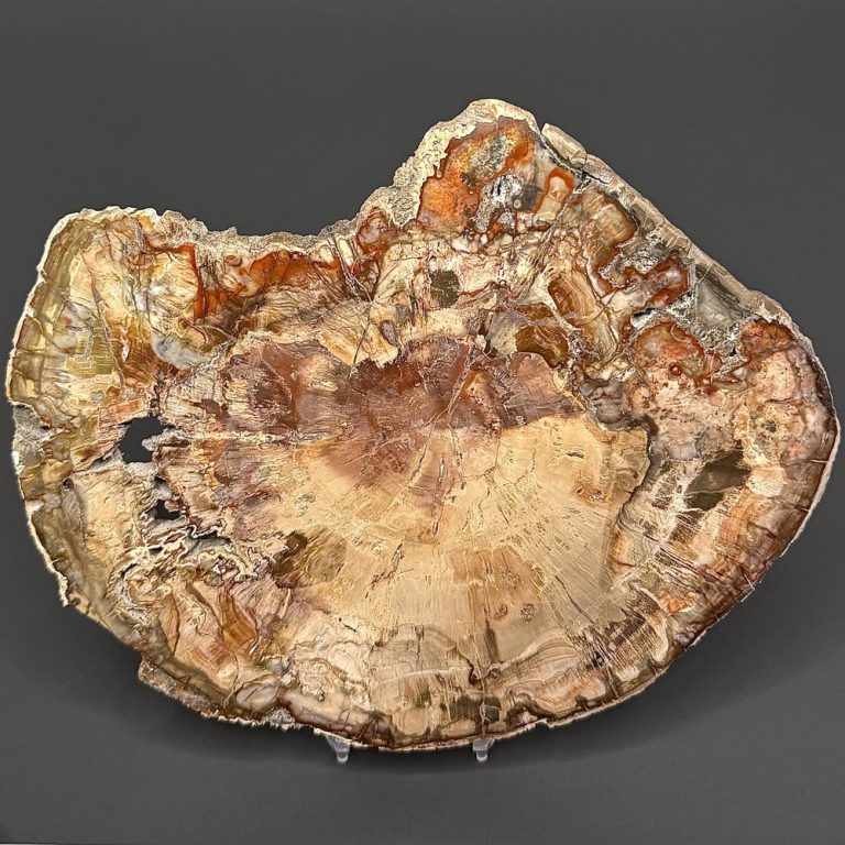 Petrified Wood & Limb Casts For Sale - The Rock Shed