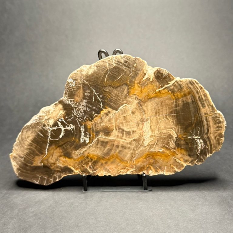 Petrified Wood & Limb Casts For Sale - The Rock Shed