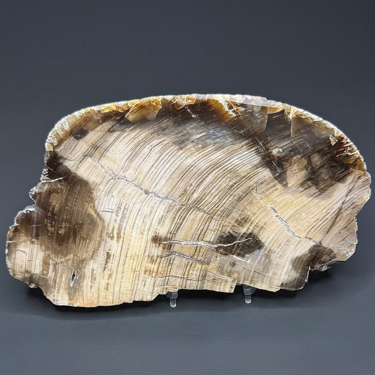 Petrified Wood & Limb Casts For Sale - The Rock Shed
