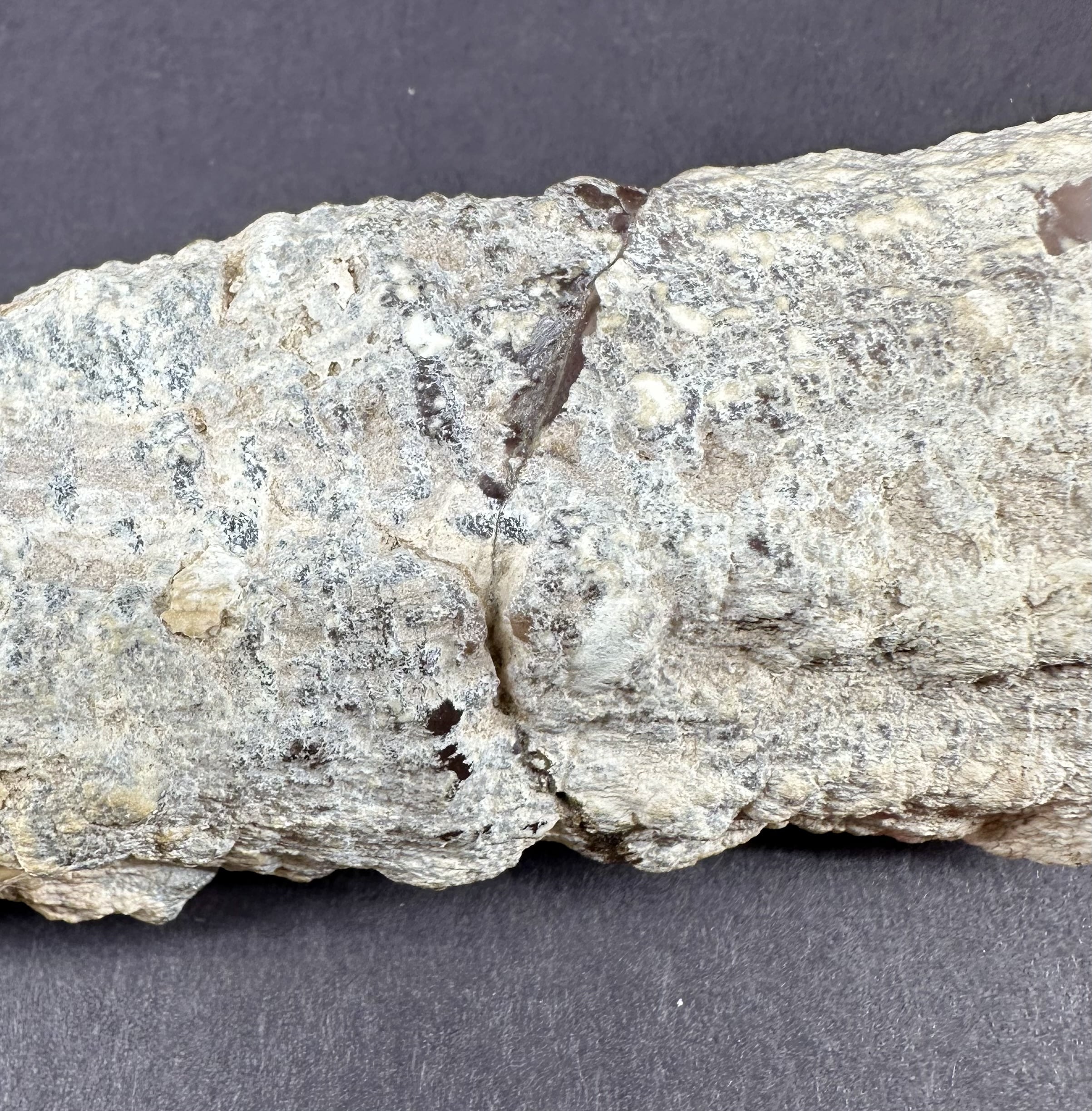 GAL529 NEVADA PINK PETRIFIED WOOD LIMB - The Rock Shed