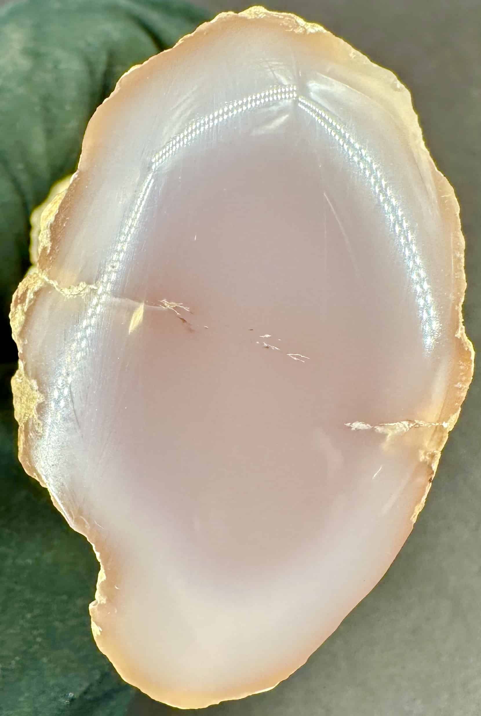 GAL529 NEVADA PINK PETRIFIED WOOD LIMB - The Rock Shed