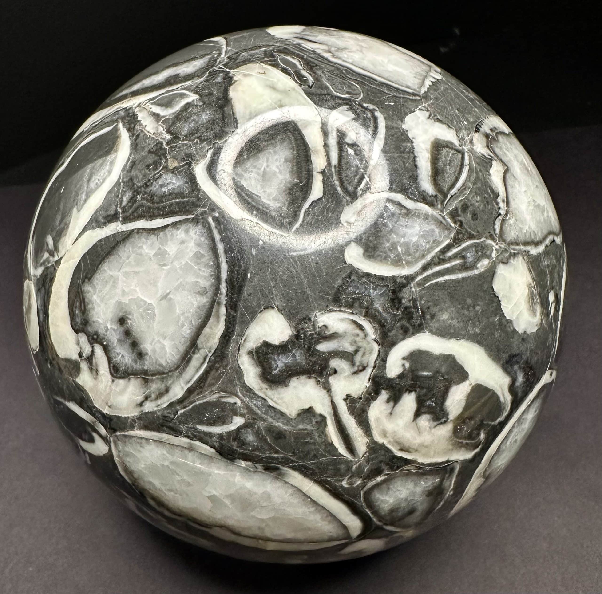 GAL705 FOSSIL SHELL MARBLE SPHERE - The Rock Shed