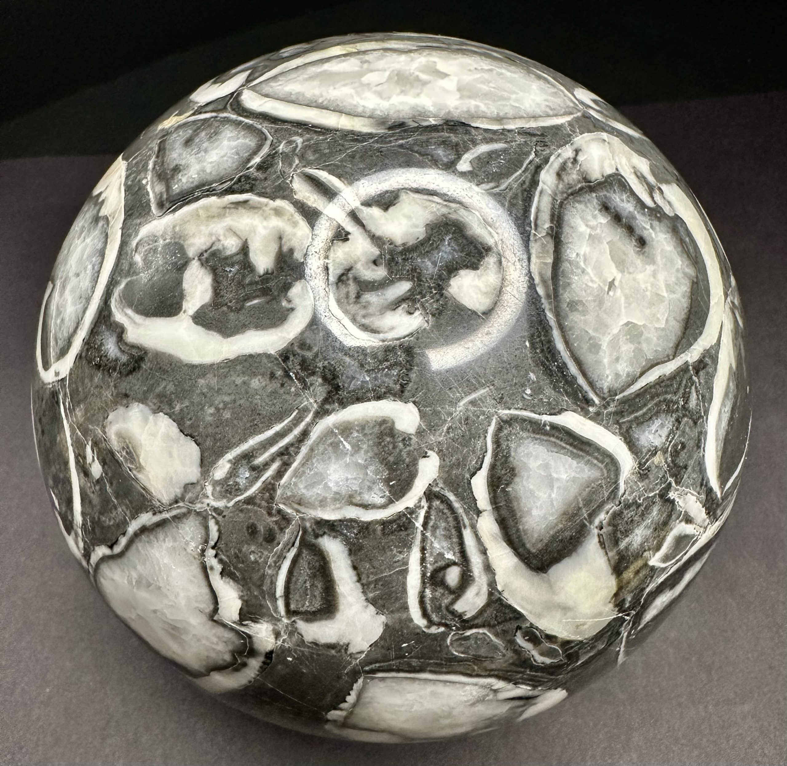GAL705 FOSSIL SHELL MARBLE SPHERE - The Rock Shed