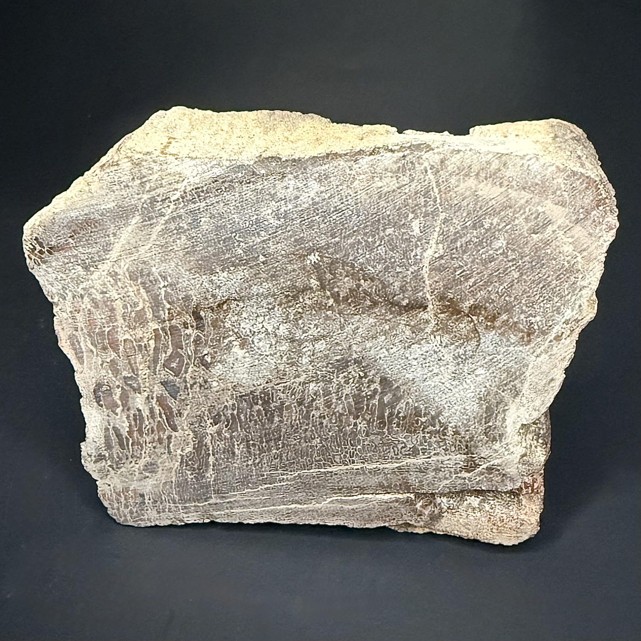 BCR422 Fossilized Dino Bone - The Rock Shed