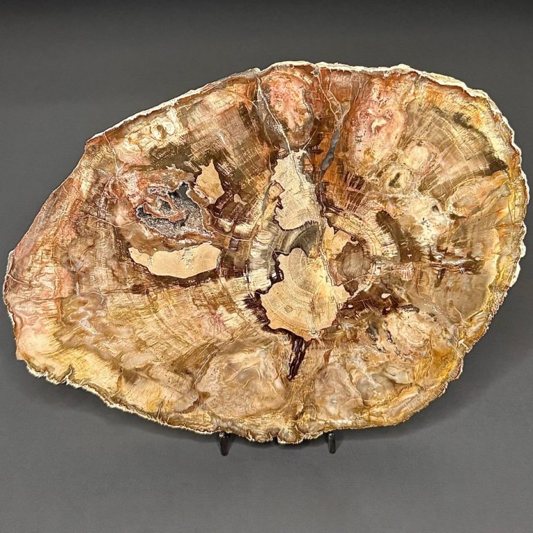 Petrified Wood & Limb Casts For Sale - The Rock Shed