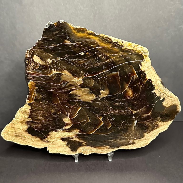 Petrified Wood & Limb Casts For Sale - The Rock Shed