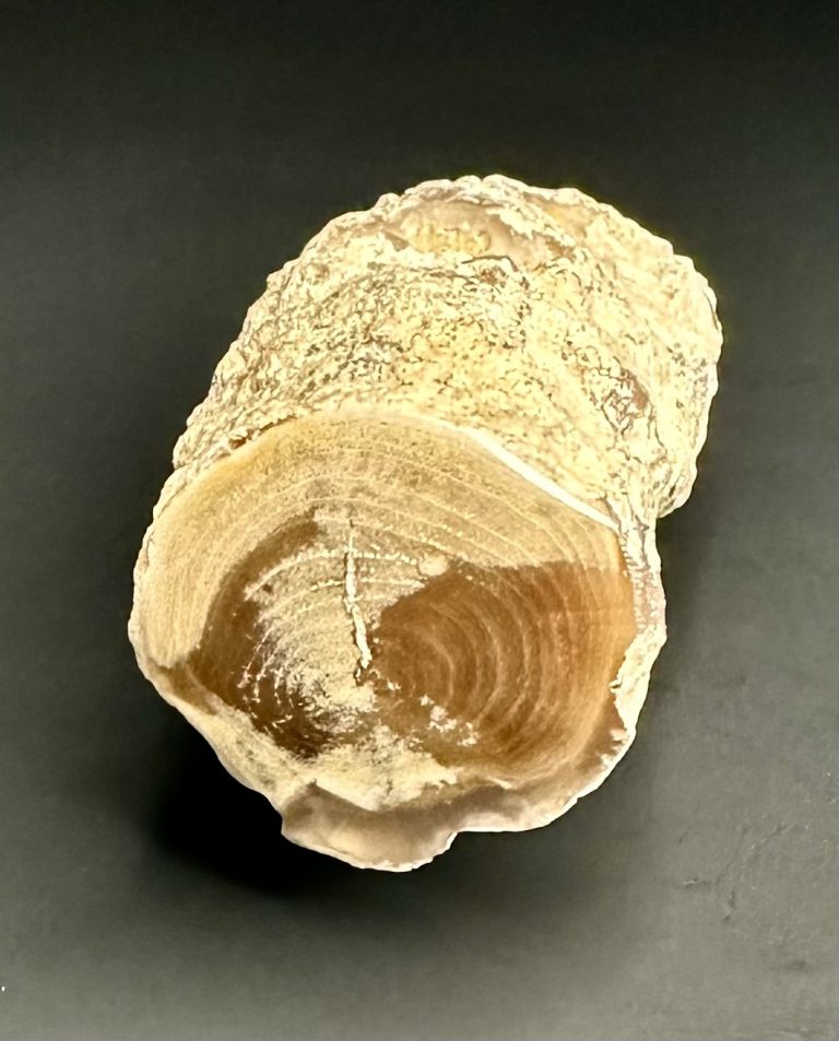 PW110 Petrified Wood Limb - The Rock Shed