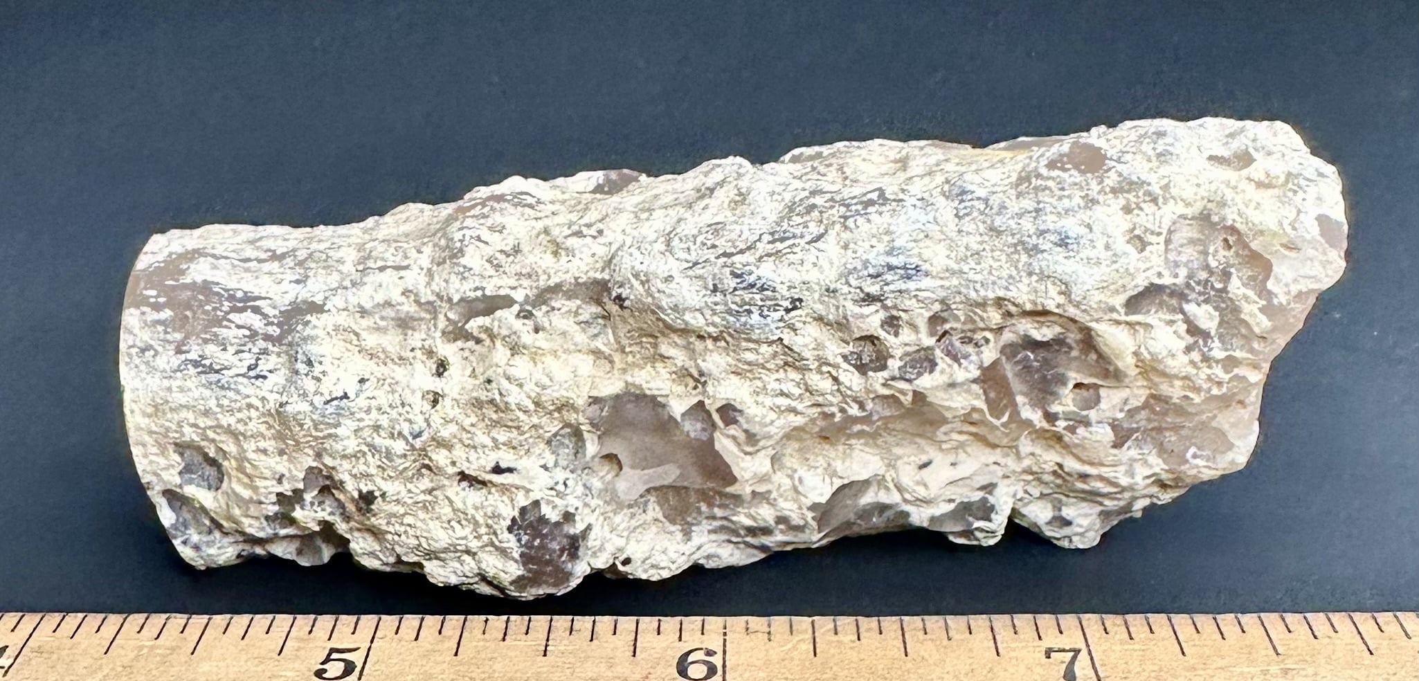 PW110 Petrified Wood Limb - The Rock Shed