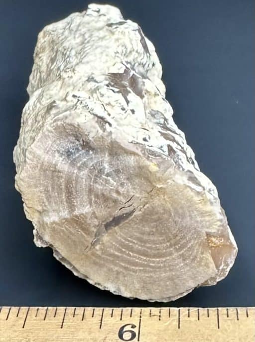 PW110 Petrified Wood Limb - The Rock Shed