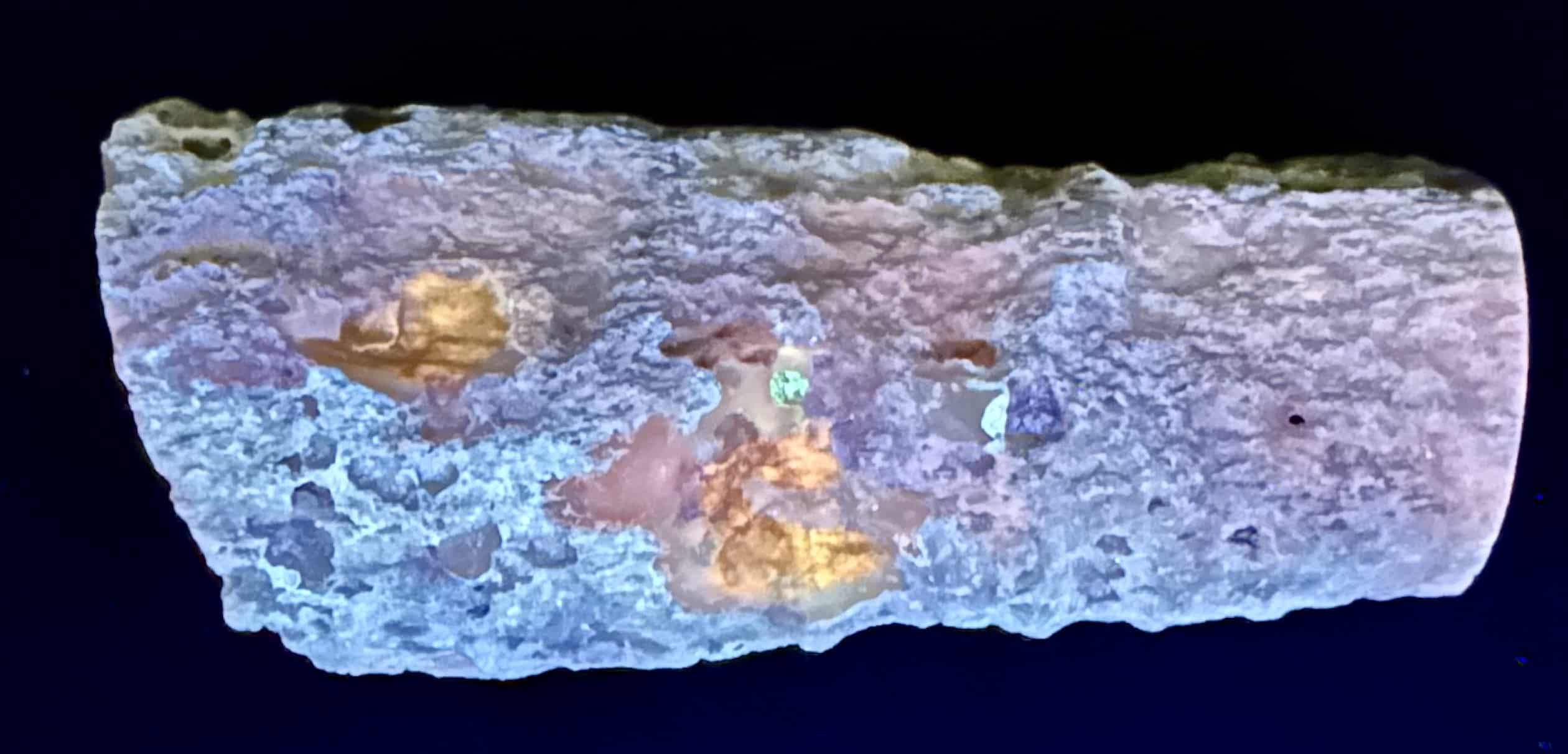 PW110 Petrified Wood Limb - The Rock Shed