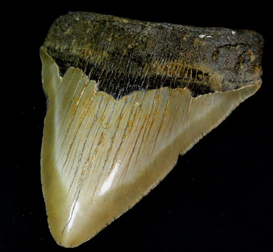 GAL403 MEGALODON SHARK TOOTH FOSSILS - The Rock Shed
