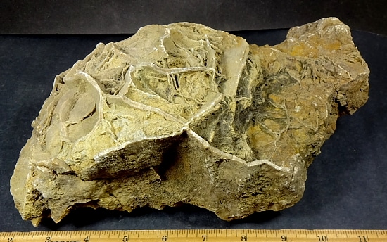 GR125 Septarian - The Rock Shed