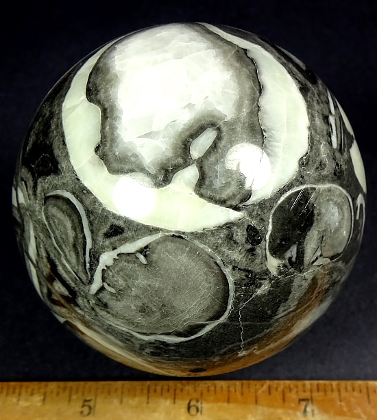 SP313 Fossil Shell Marble - The Rock Shed