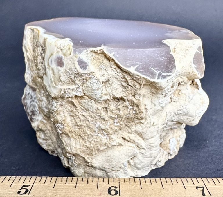 FO207 Nevada Pink Petrified Wood Limb - The Rock Shed