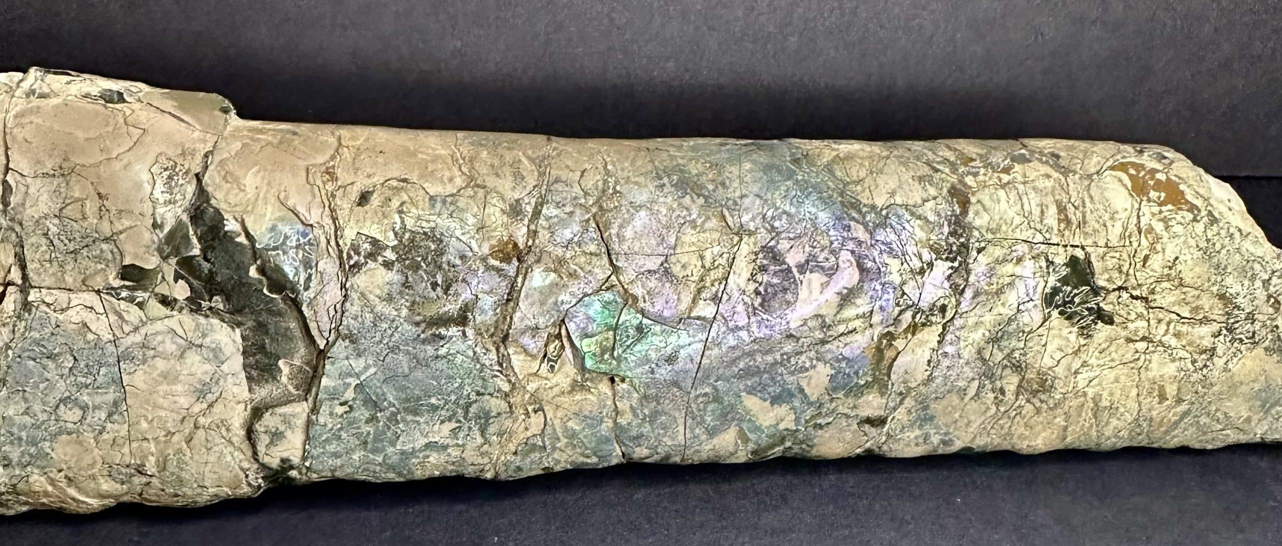 FO302 South Dakota Baculite - The Rock Shed