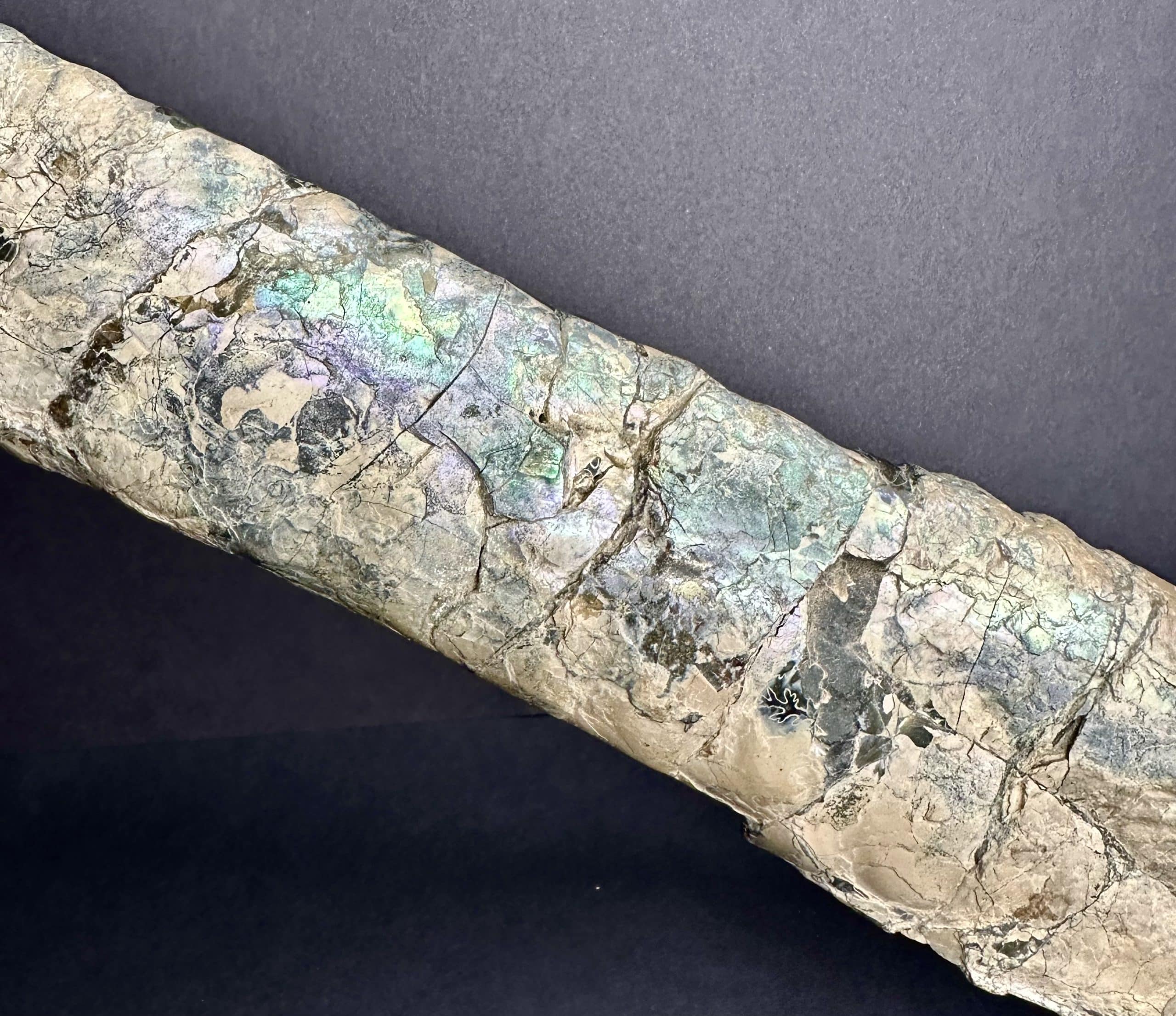FO302 South Dakota Baculite - The Rock Shed