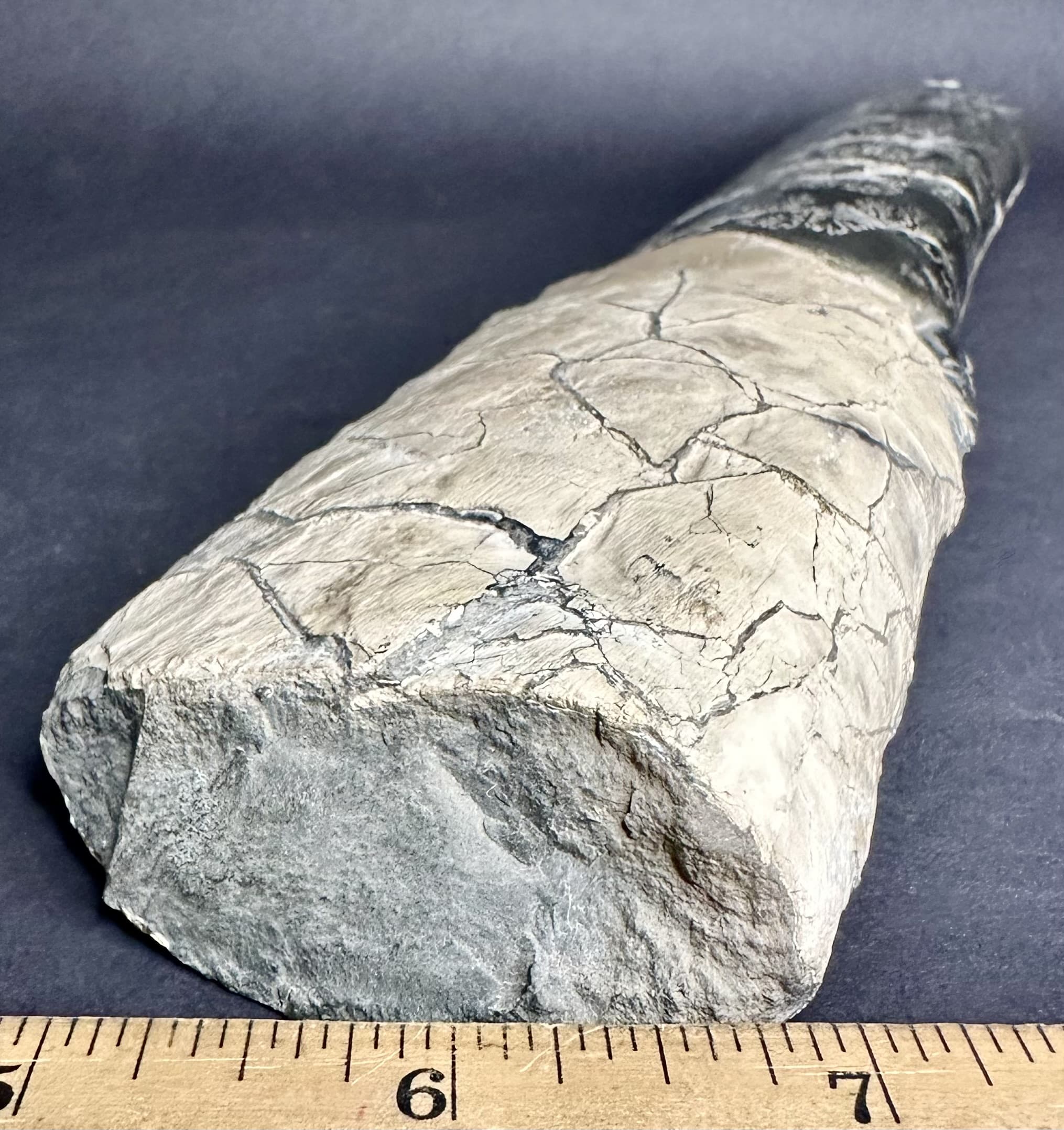 FO302 South Dakota Baculite - The Rock Shed