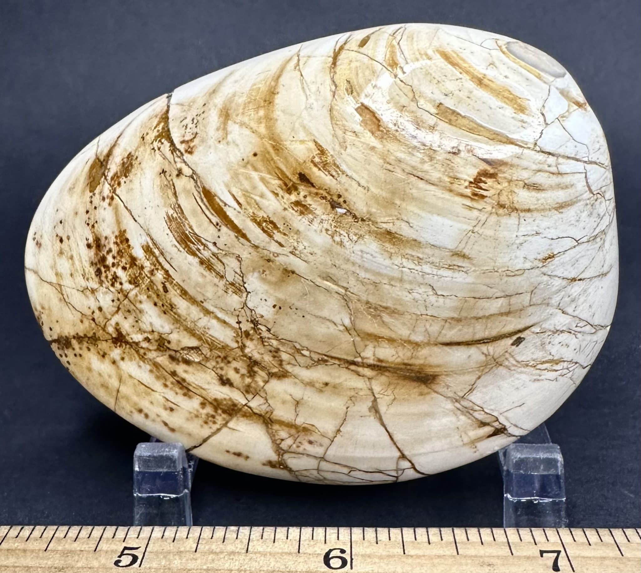 FO204 Fossilized Clam - The Rock Shed