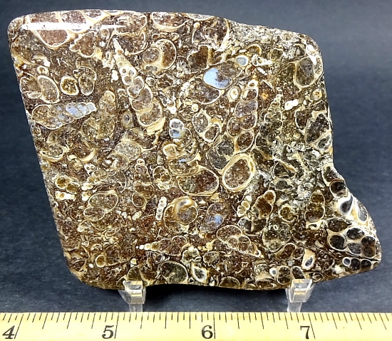 FO102 Turritella Agate - The Rock Shed