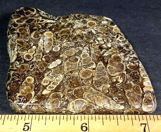 FO102 Turritella Agate - The Rock Shed