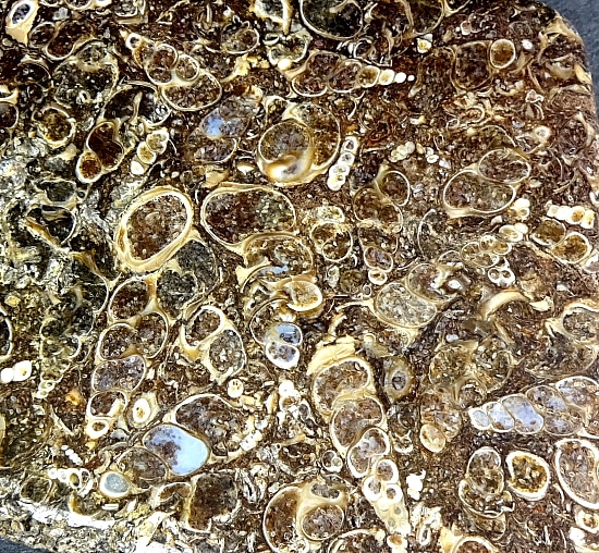 FO102 Turritella Agate - The Rock Shed