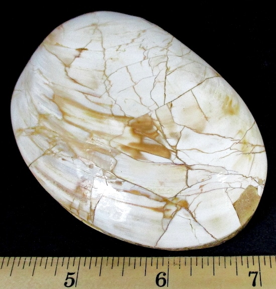 FO103 Fossil Clam - The Rock Shed