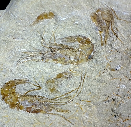 FO103 Fossilized Shrimp - The Rock Shed