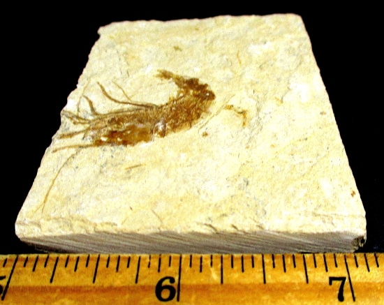FO103 Fossilized Shrimp - The Rock Shed