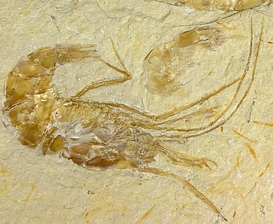 FO103 Fossilized Shrimp - The Rock Shed