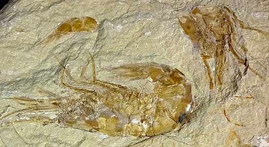 FO103 Fossilized Shrimp - The Rock Shed
