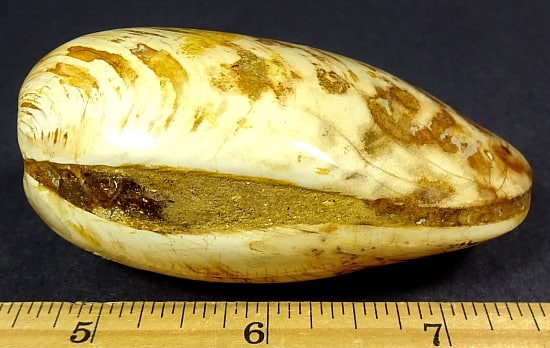 FO111 Fossilized Clam - The Rock Shed