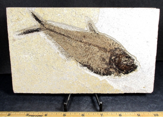 FO202 Diplomystus Dentatus Fossilized Fish - The Rock Shed