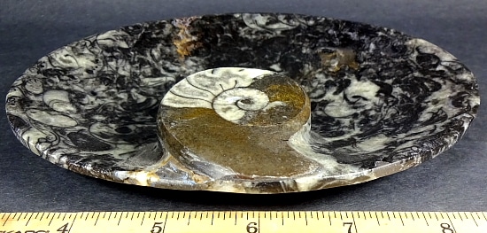 FO205 Fossil Dish - The Rock Shed