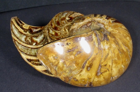 FO208 Ammonite Set - The Rock Shed