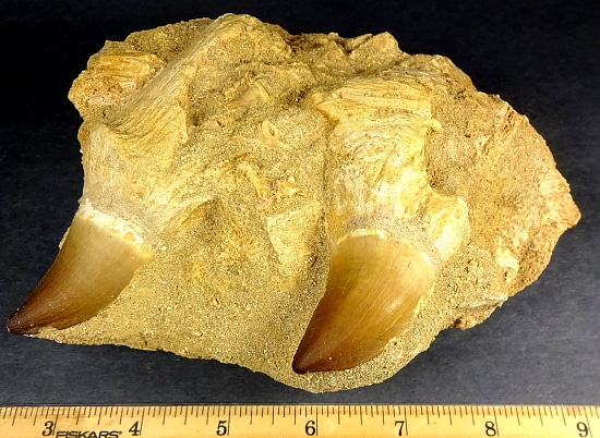 FO300 Mosasaur Tooth Matrix - The Rock Shed