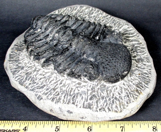 FO304 Trilobite - The Rock Shed