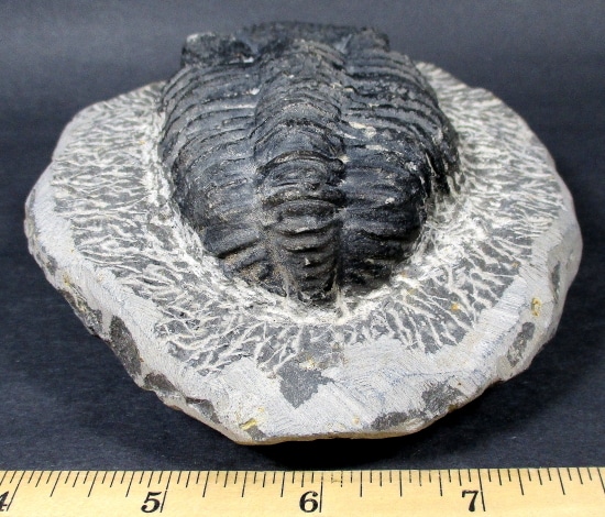 FO304 Trilobite - The Rock Shed